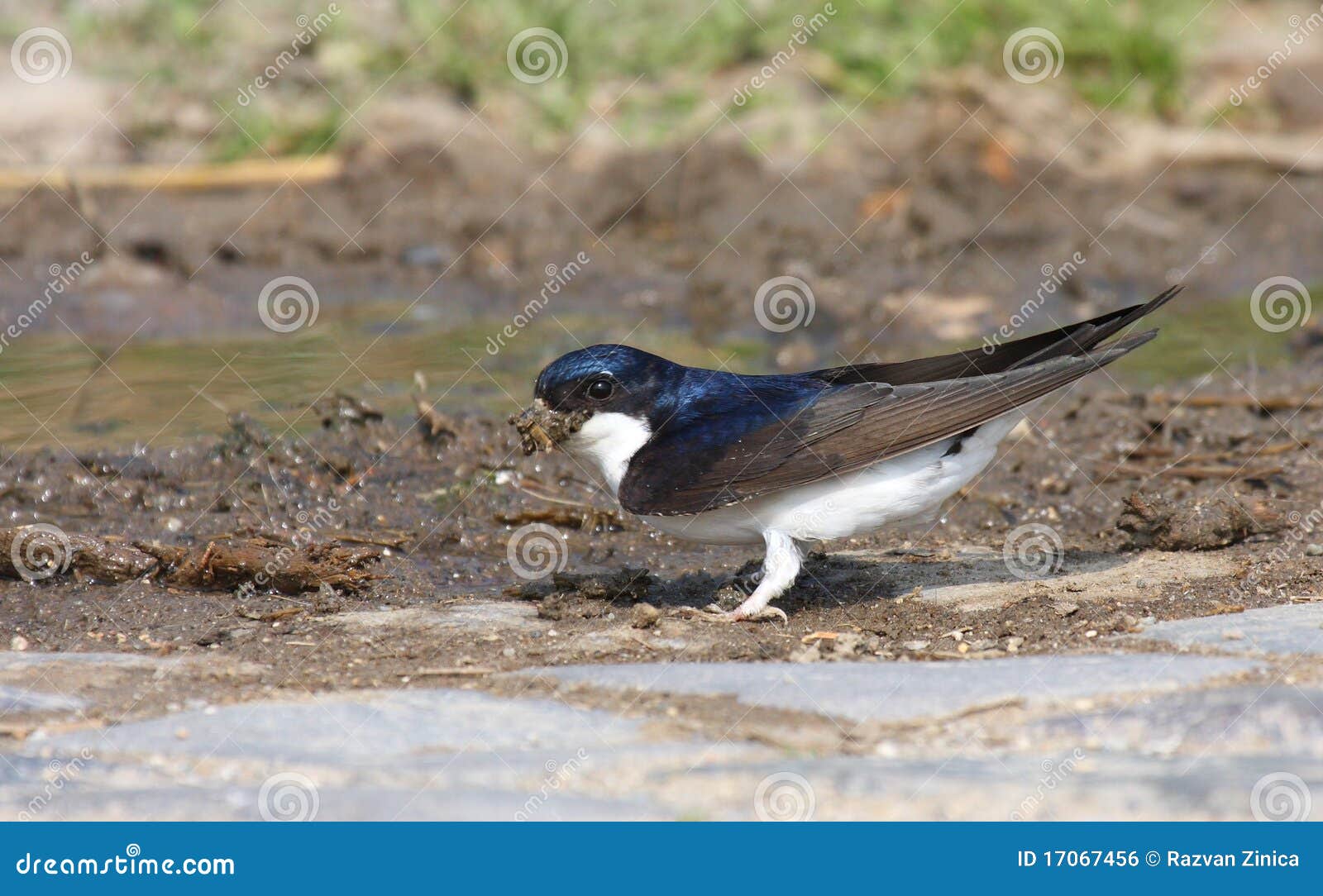 Common house martin stock photo. Image of wildlife, flock - 17067456
