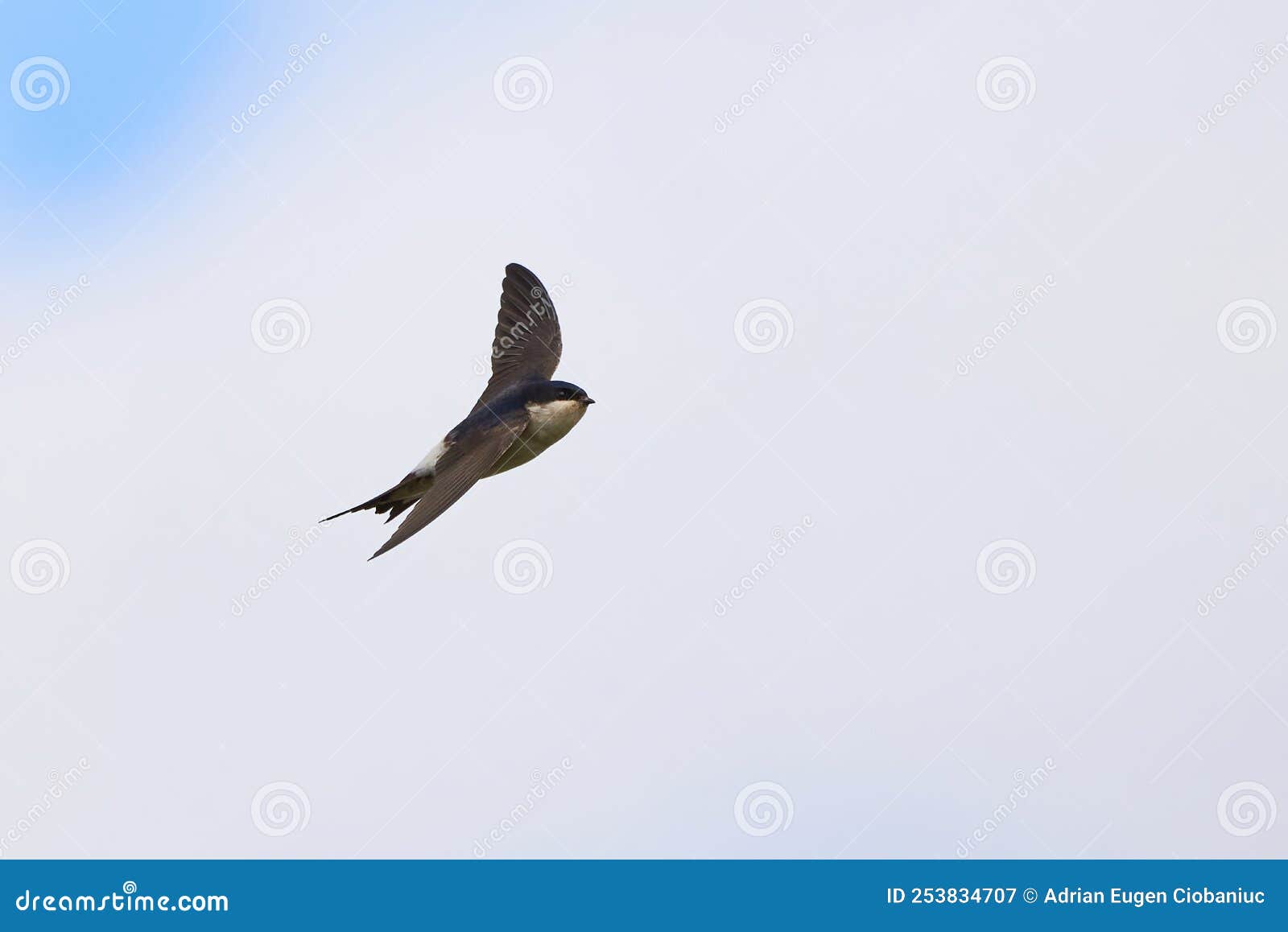 Common House Martin Bird in Flight Stock Image - Image of habitat ...