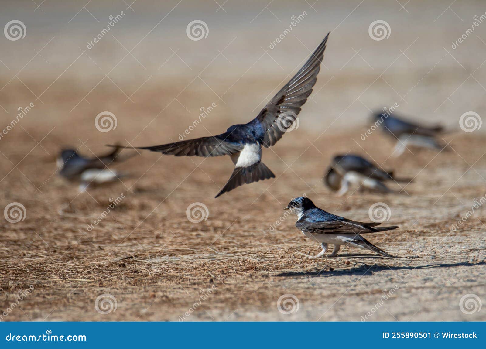 Common house martin birds stock image. Image of motion - 255890501