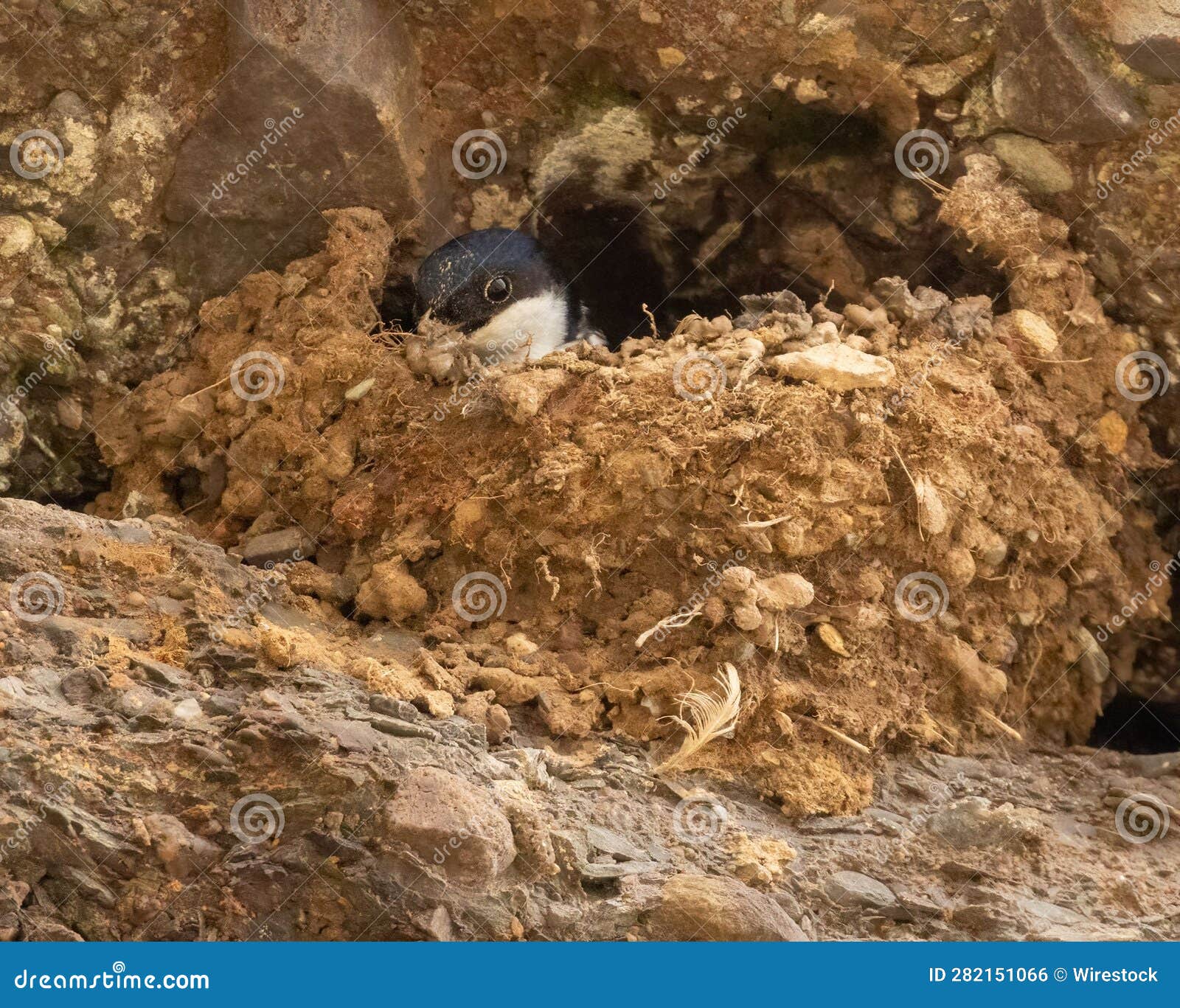 Common House Martin in Its Natural Habitat Stock Photo - Image of ...