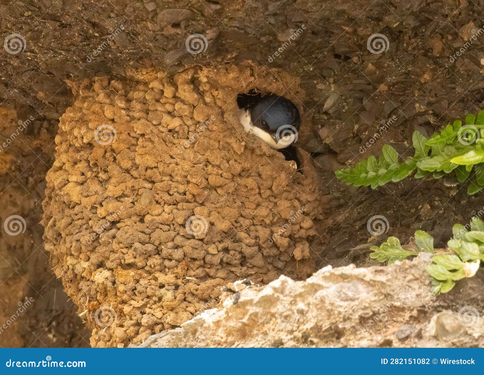 Common House Martin in Its Natural Habitat Stock Photo - Image of ...