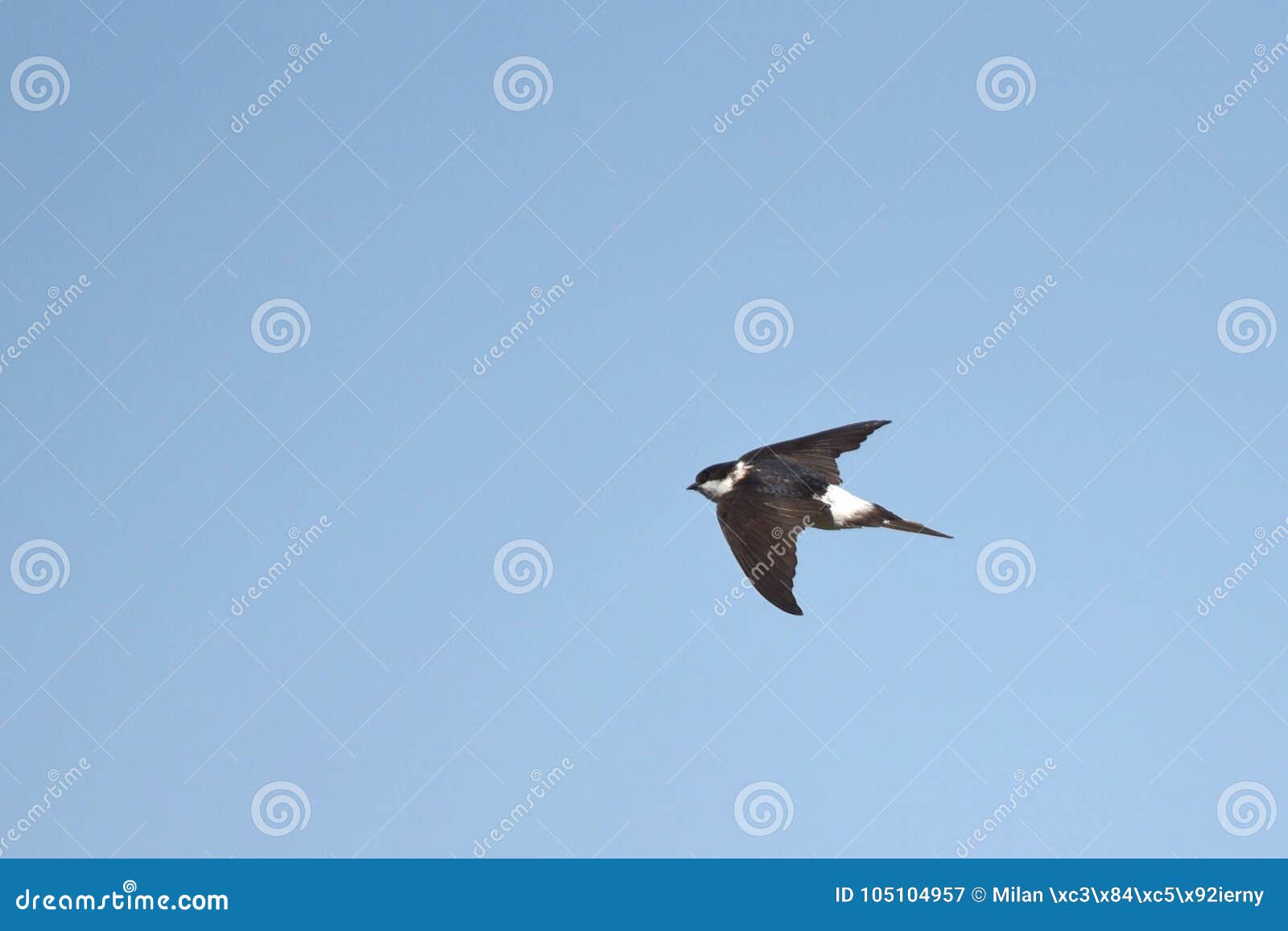 Common house martin stock image. Image of urbicum, summer - 105104957