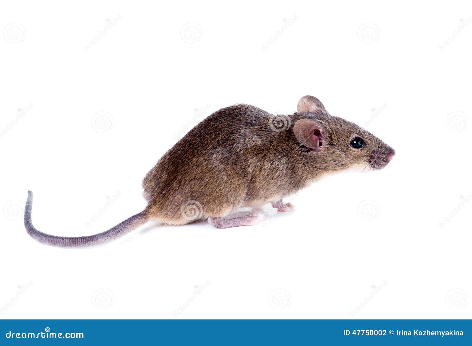 A Common House Mouse (Mus Musculus) Sniffing on White Background Stock ...