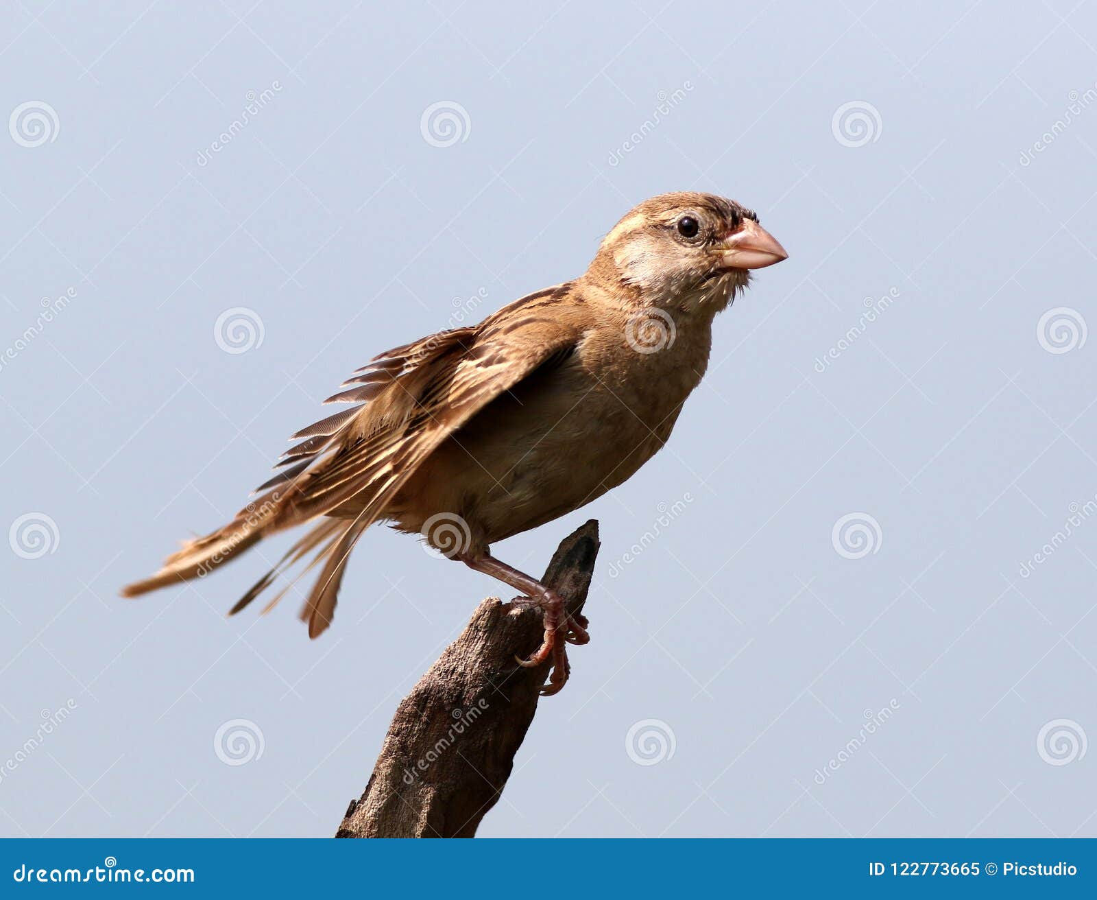 Common house sparrow stock image. Image of life, female - 122773665