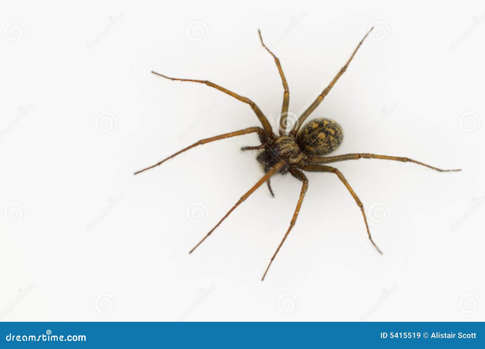 Common House Spider Royalty Free Stock Images - Image: 5415519