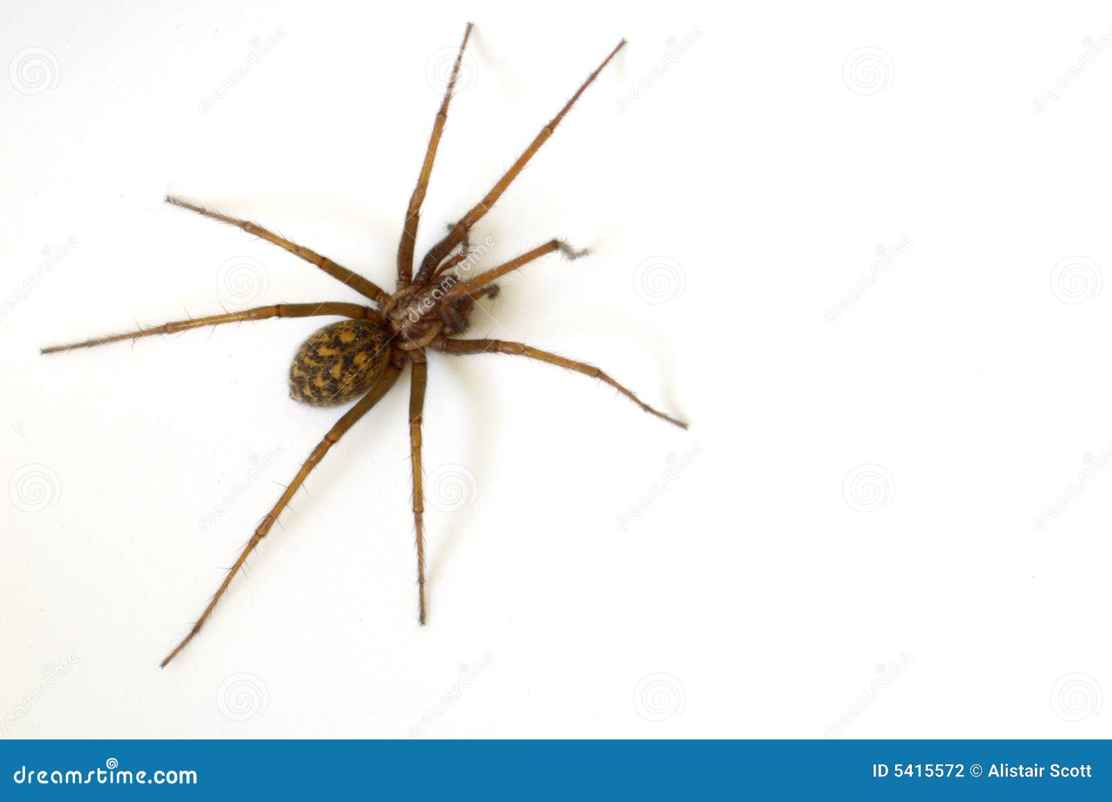 Common House Spider stock photo. Image of monstrous, large - 5415572