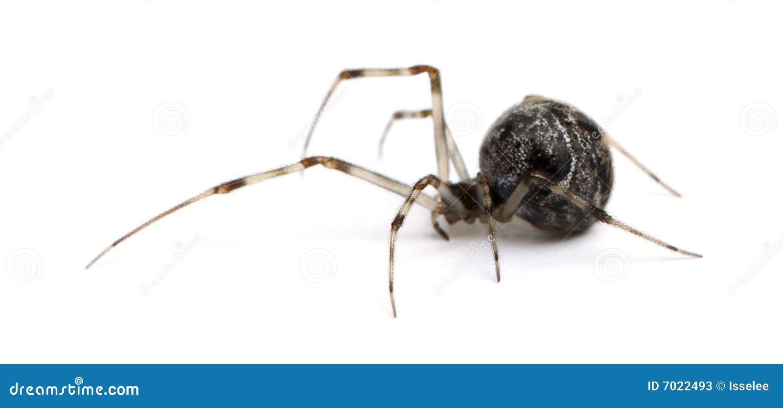 Common House Spider - Achaearanea Tepidariorum Stock Image - Image of ...