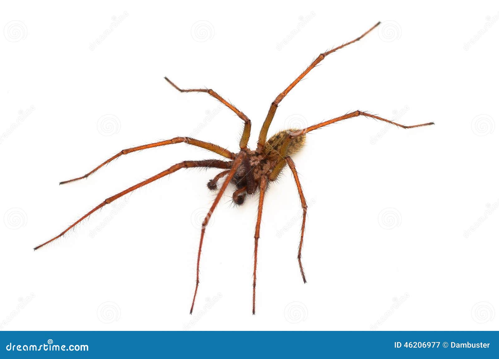Common House Spider, Amaurobius Similis Stock Image - Image of abdomen ...
