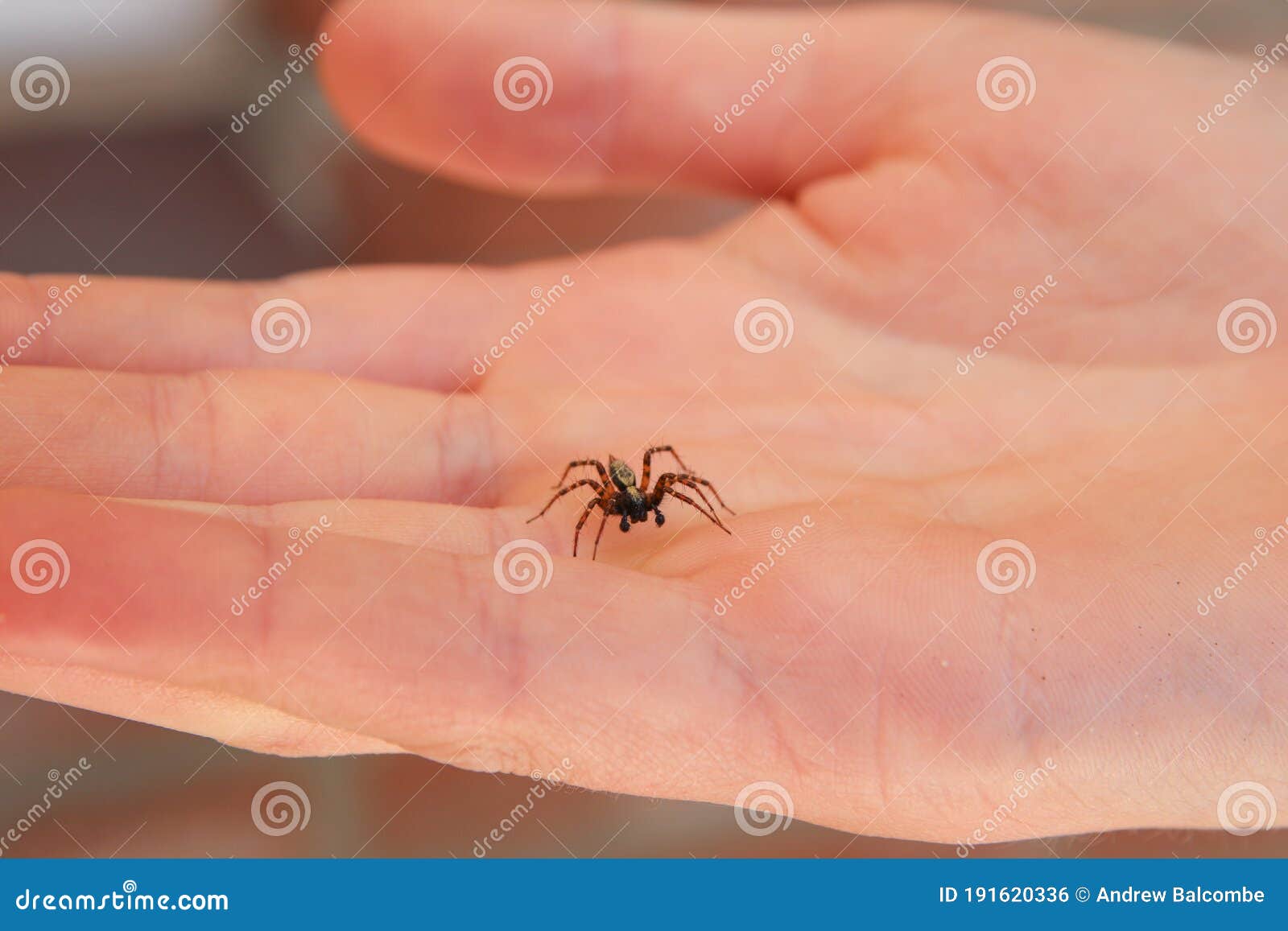 Common House Spider Crawling on a Persons Hand Stock Photo - Image of ...