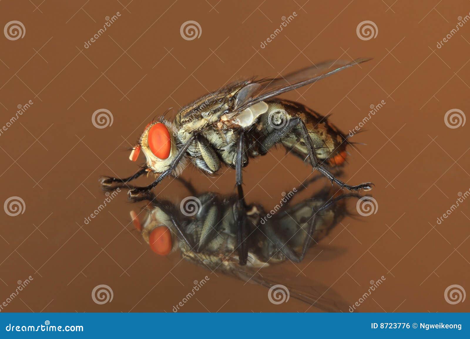 Common housefly stock photo. Image of housefly, gross - 8723776
