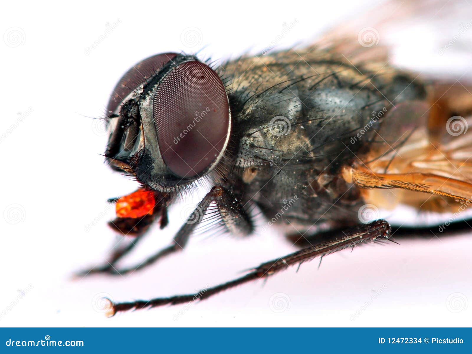 Common housefly detail stock photo. Image of food, isolated - 12472334