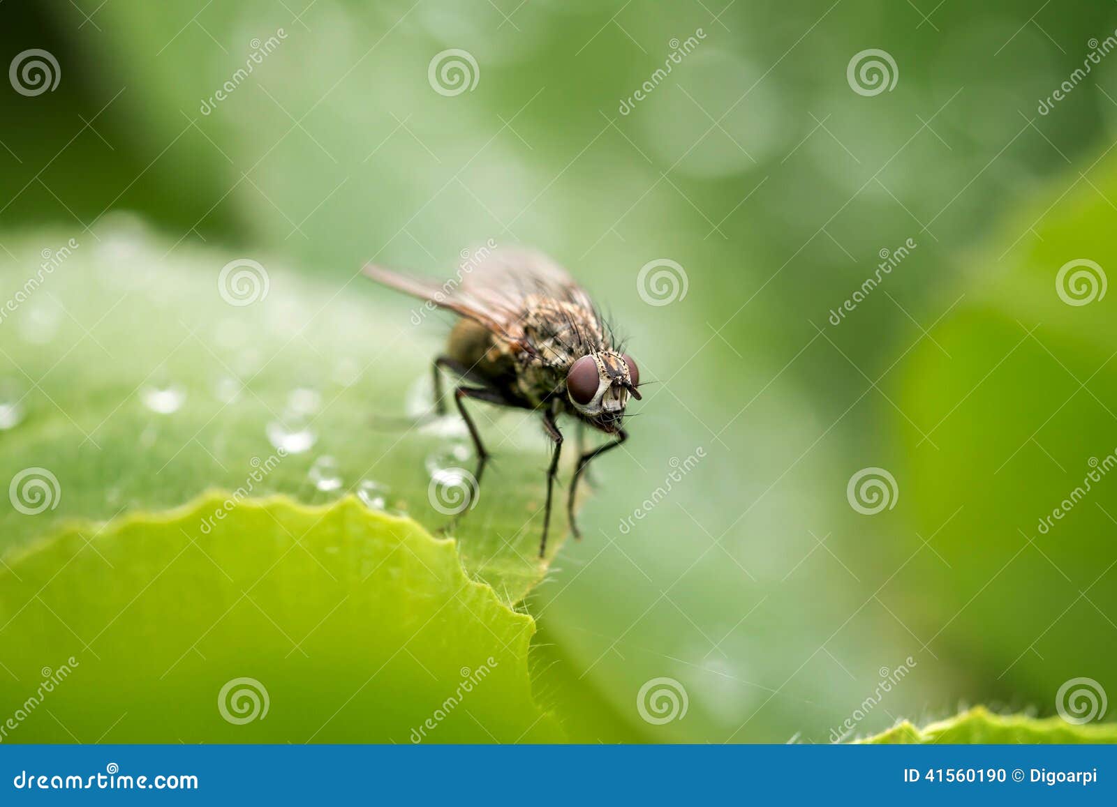 Common Housefly (Fly) stock photo. Image of closeup, summer - 41560190