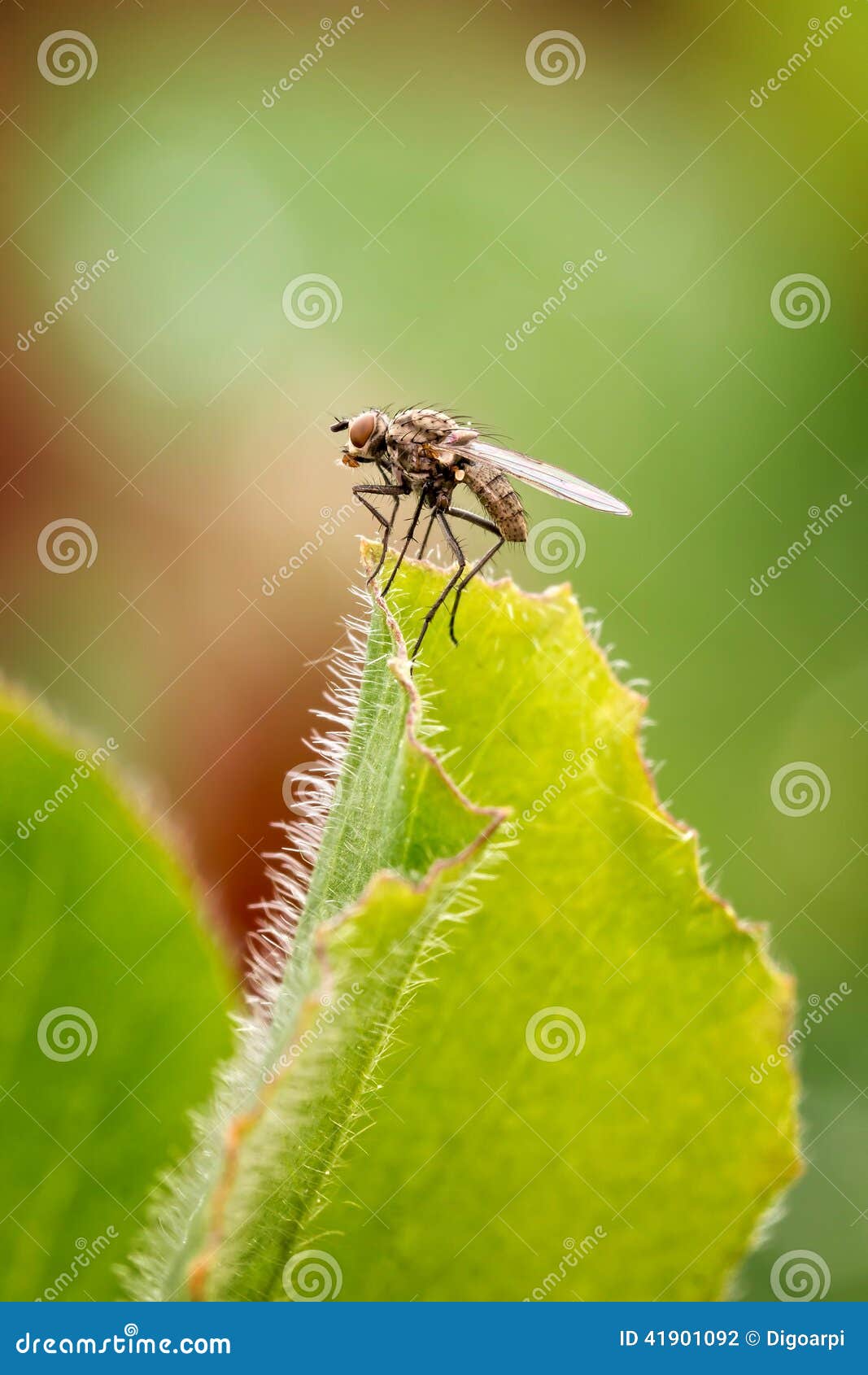 Common Housefly (Fly) stock photo. Image of beautiful - 41901092