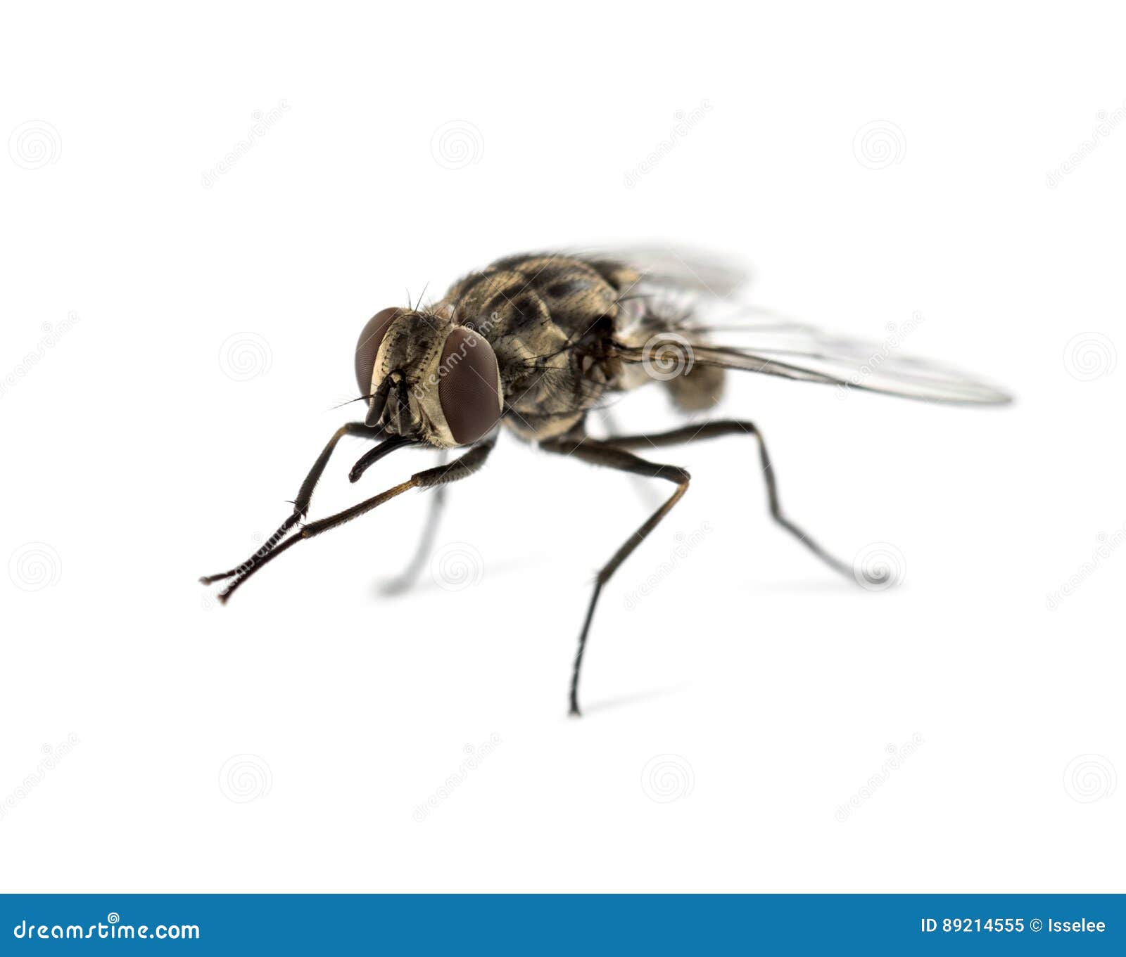 Common housefly , isolated stock image. Image of wing - 89214555