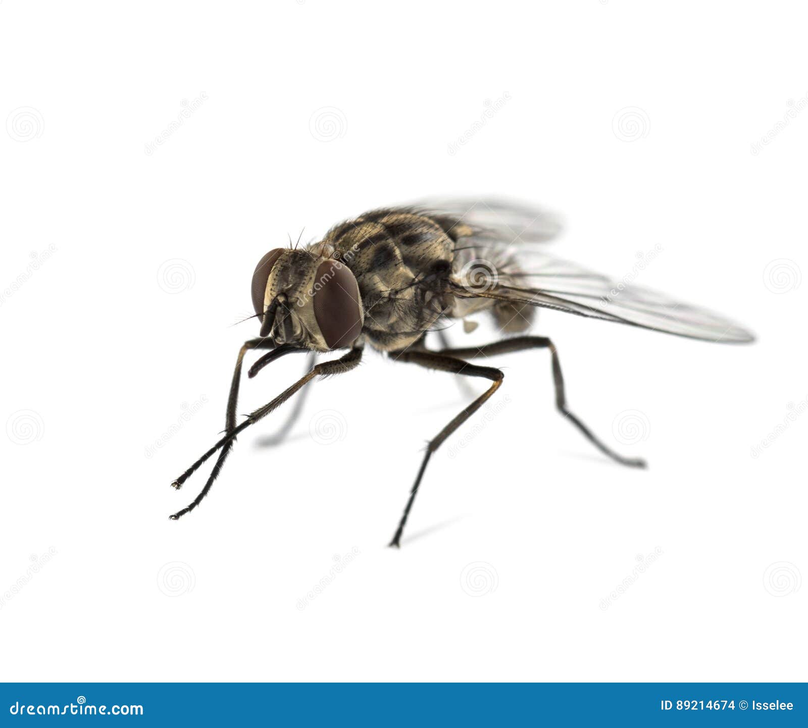Common housefly , isolated stock photo. Image of isolated - 89214674