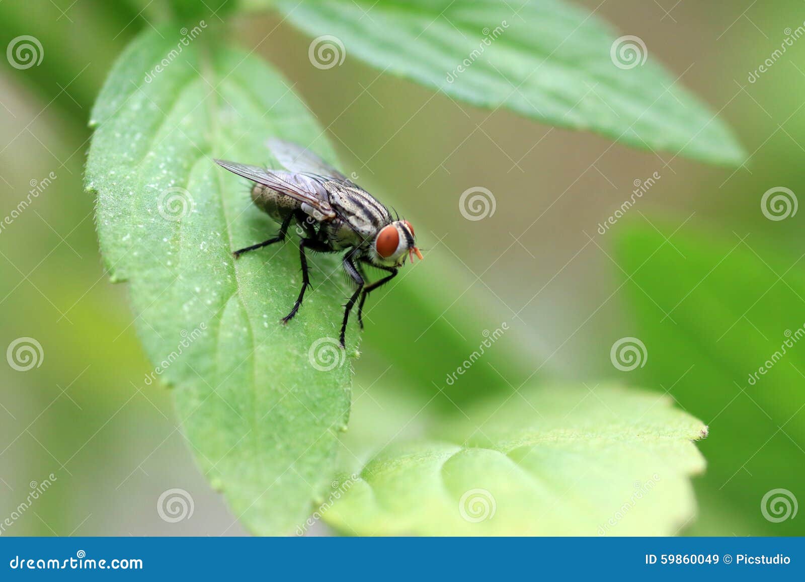 Common housefly macro stock image. Image of wings, antenna - 59860049