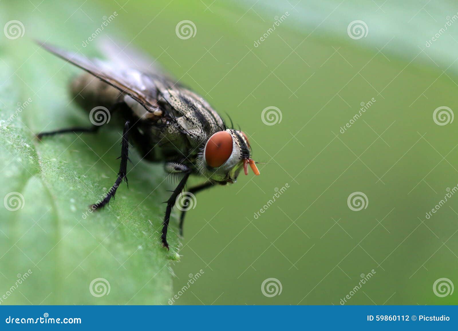 Common housefly macro stock photo. Image of leaf, fauna - 59860112