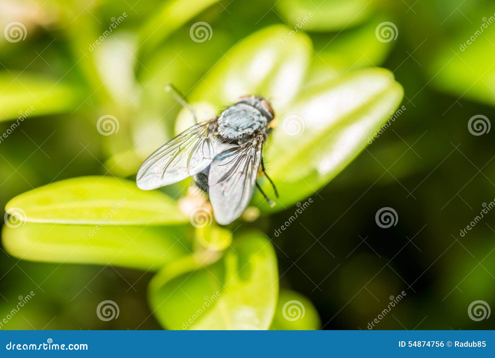 Common Housefly Macro stock photo. Image of house, body - 54874756