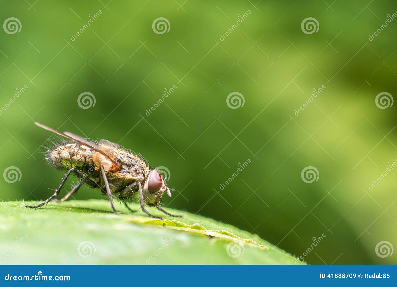 Common Housefly stock image. Image of detail, macro, hairy - 41888709