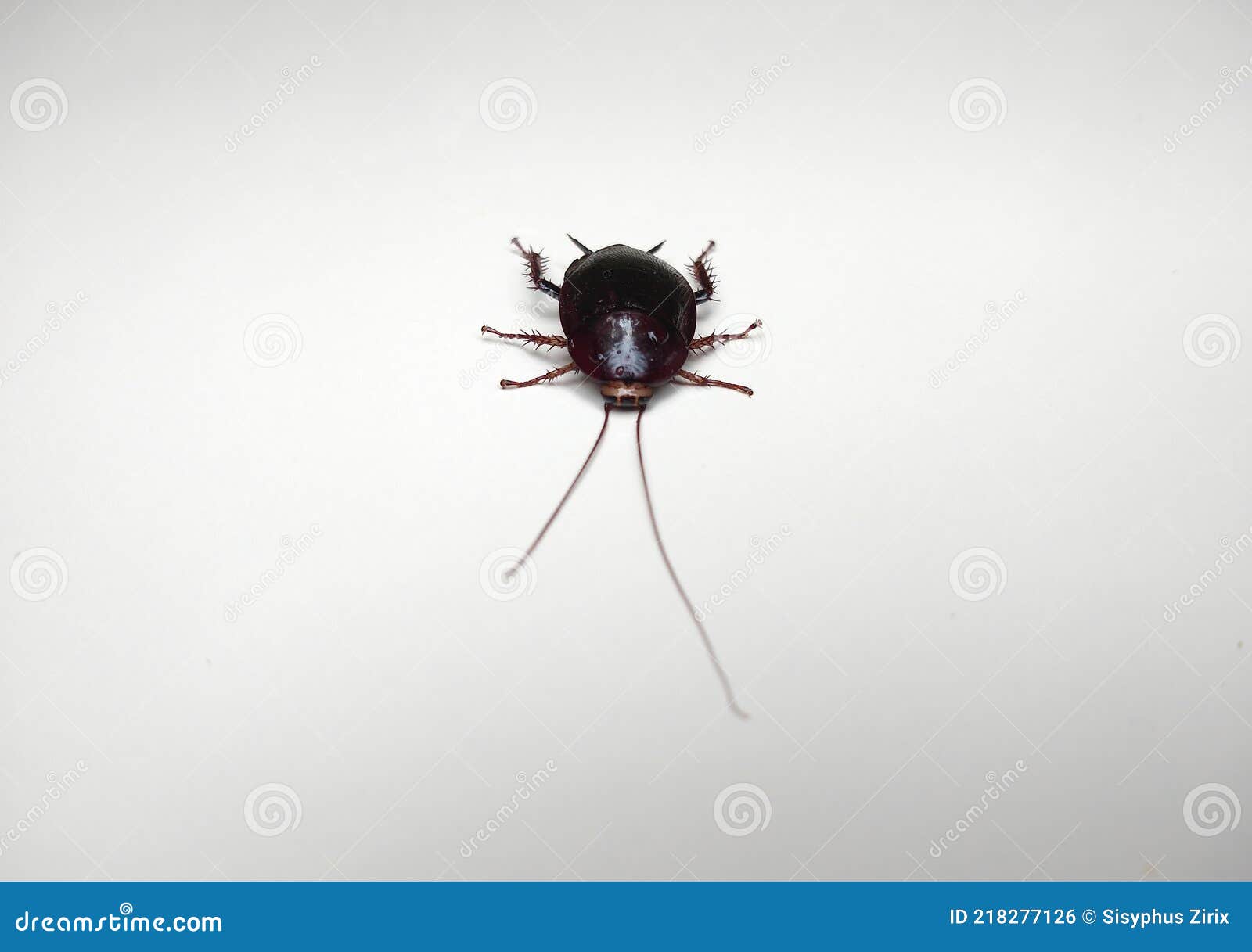 Common Household Cockroaches Isolated on White Background Stock Photo ...