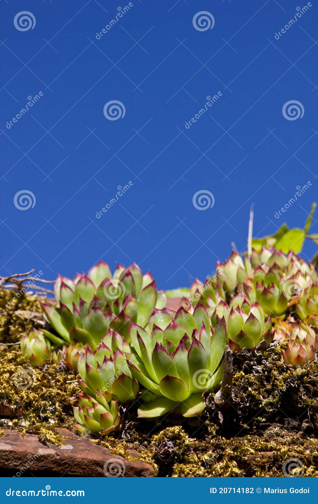 Common Houseleek - Sempervivum Tectorum Stock Photo - Image of blue ...