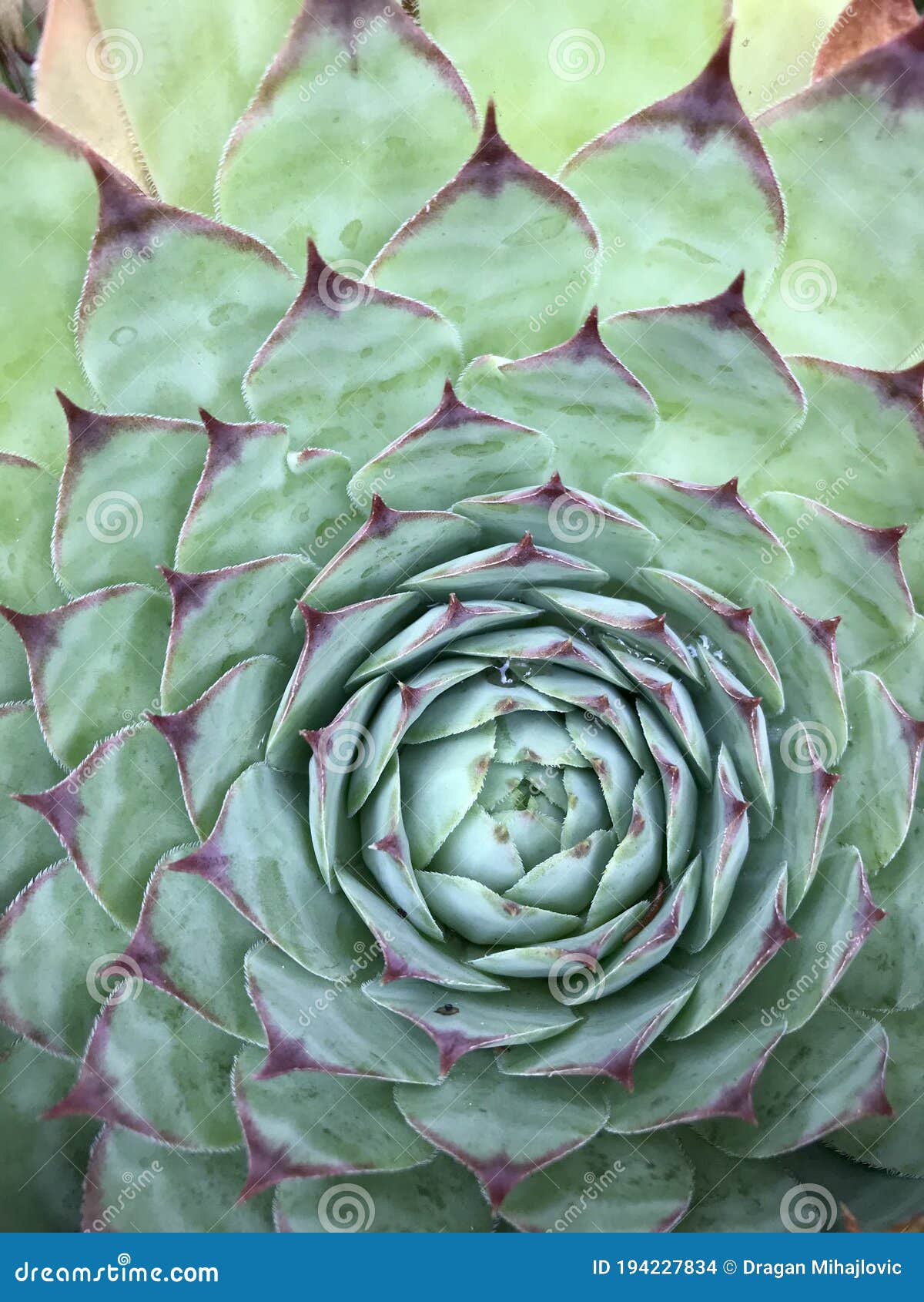Common houseleek stock photo. Image of houseleek, flower - 194227834