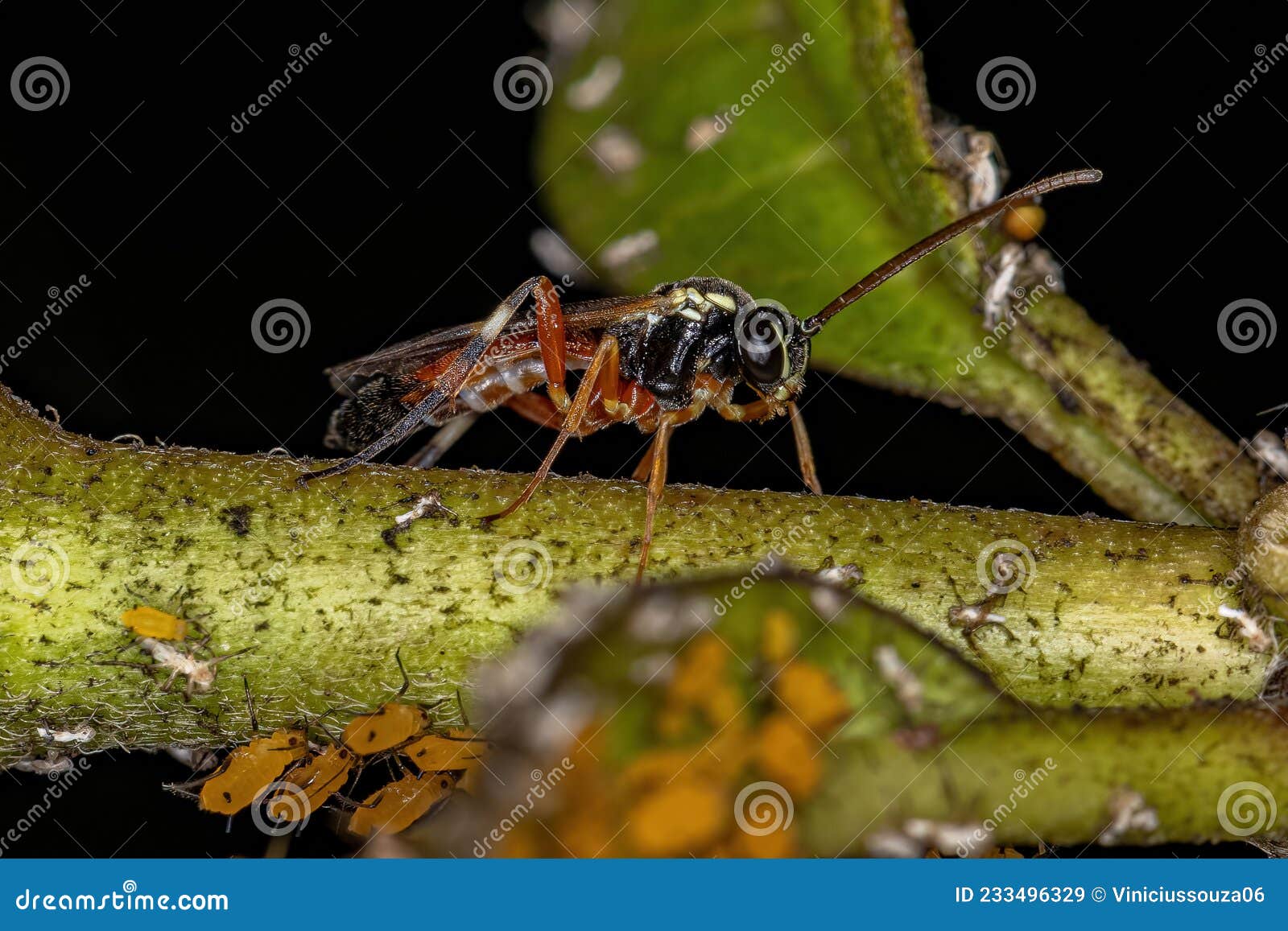 Common Hover Fly Parasitoid Wasp Stock Image - Image of common ...