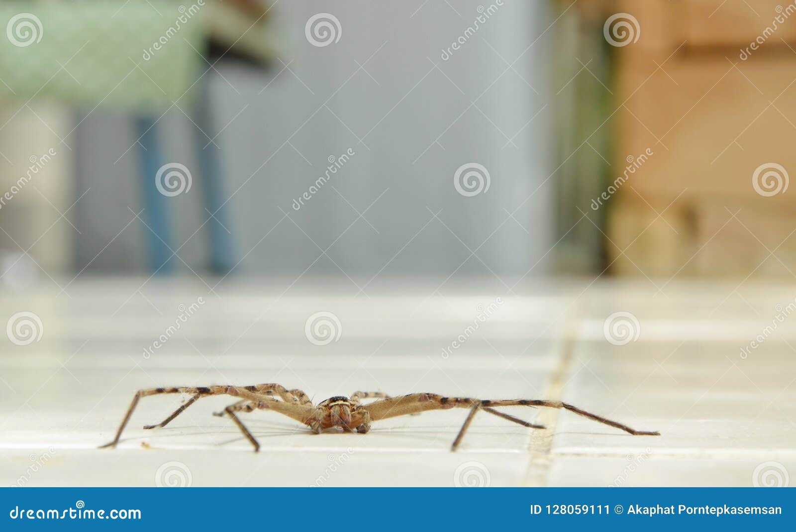 Common Huntsman Spider Crawling on Home Tile Floor Stock Image - Image ...