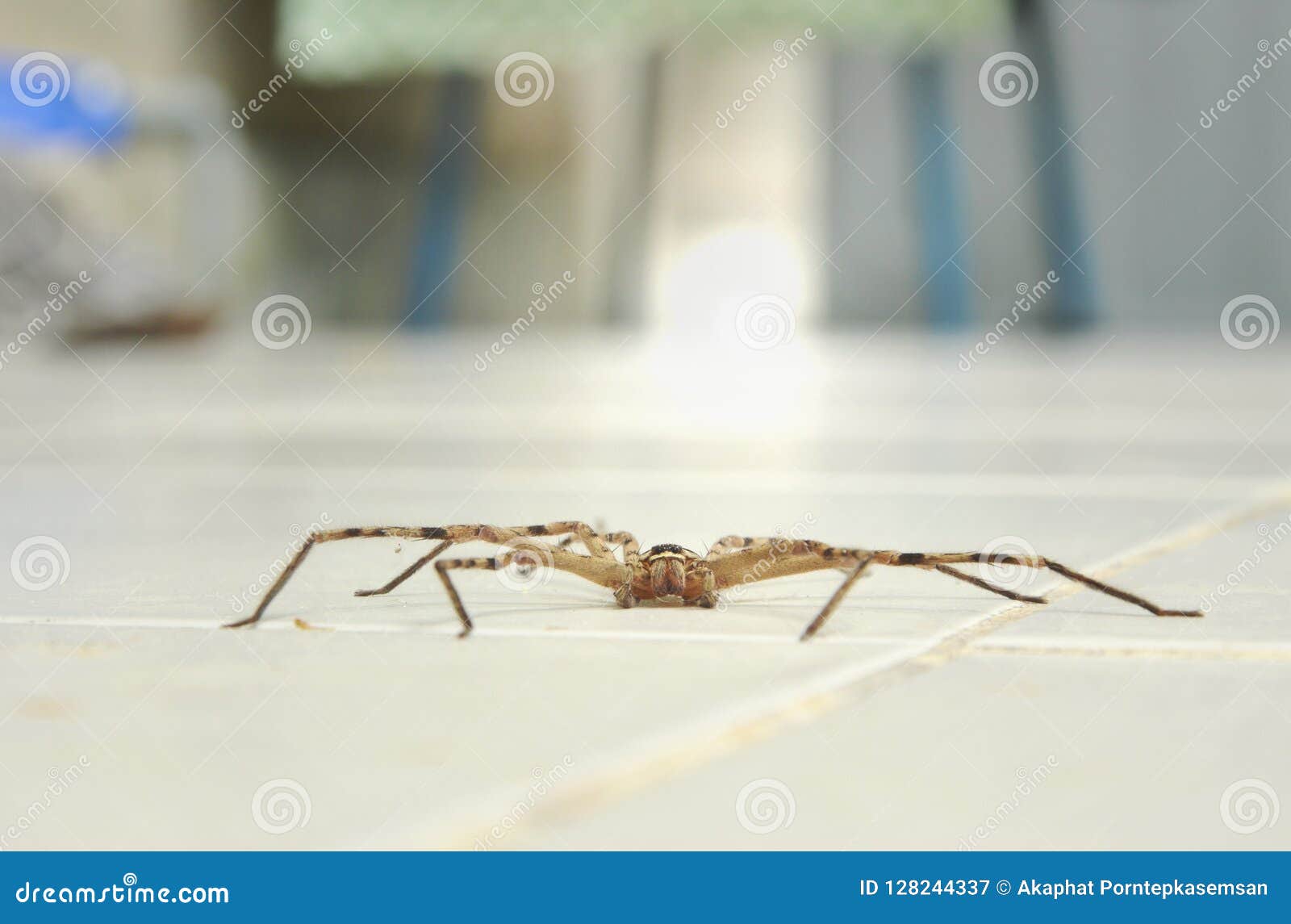 Common Huntsman Spider Crawling on Tile Floor Stock Image - Image of ...