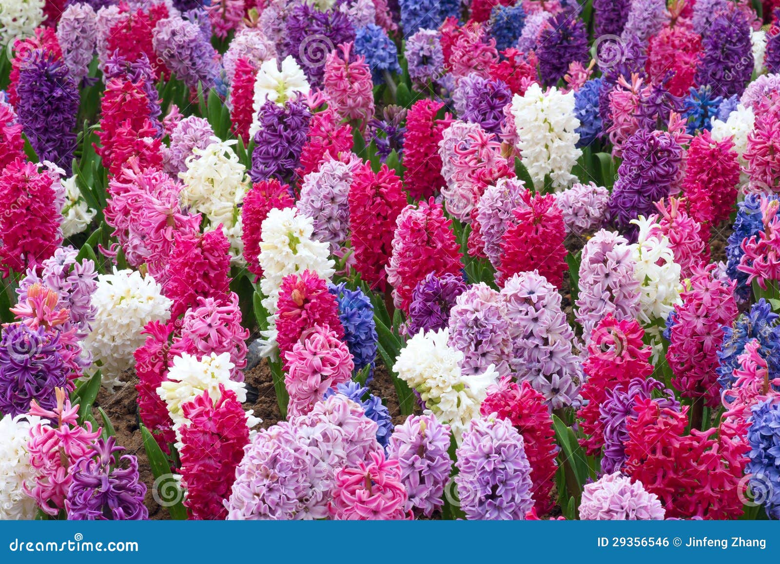 Common hyacinth stock photo. Image of hyacinthus, blooming - 29356546