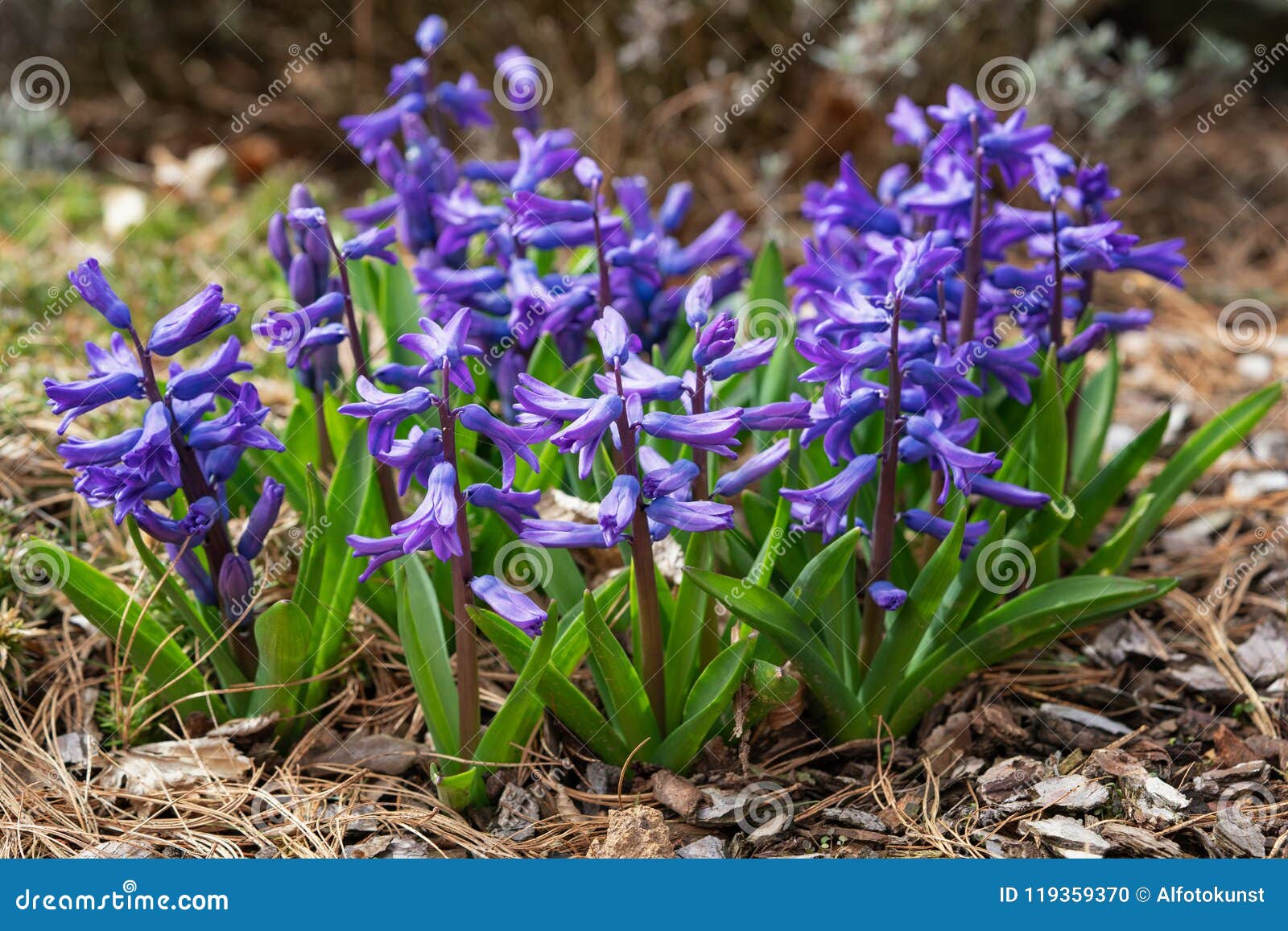 Common Hyacinth, Hyacinthus Orientalis Stock Photo - Image of flowerbed ...