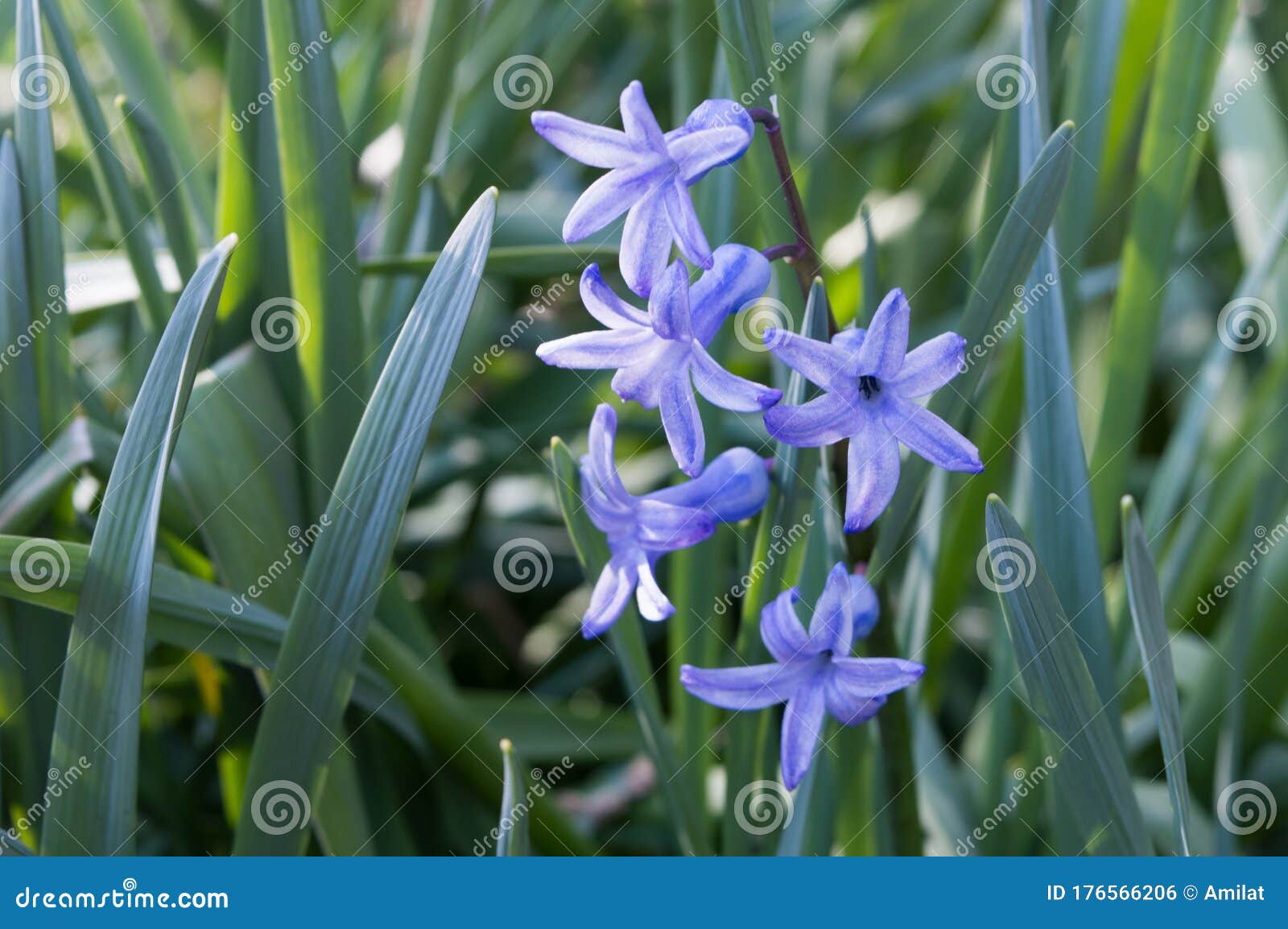 Common hyacinth in nature stock photo. Image of leaves - 176566206