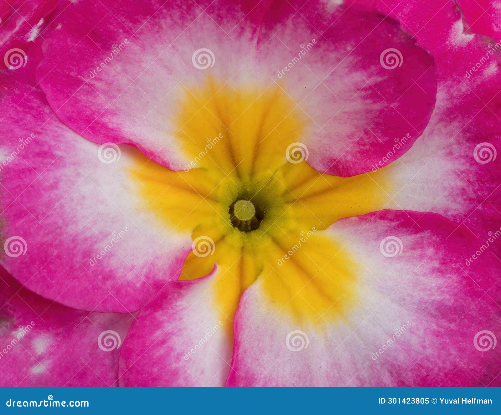 Common Hybrid Primrose Flower Head Stock Image - Image of plants ...