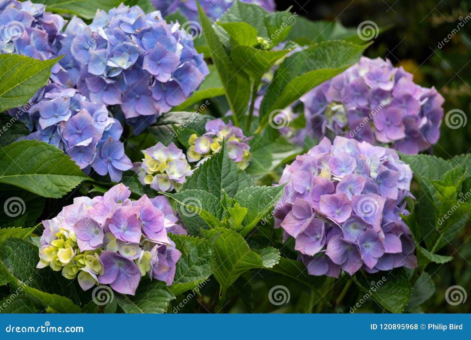 Common Hydrangea H Macrophylla Flowering Stock Photo - Image of plant ...
