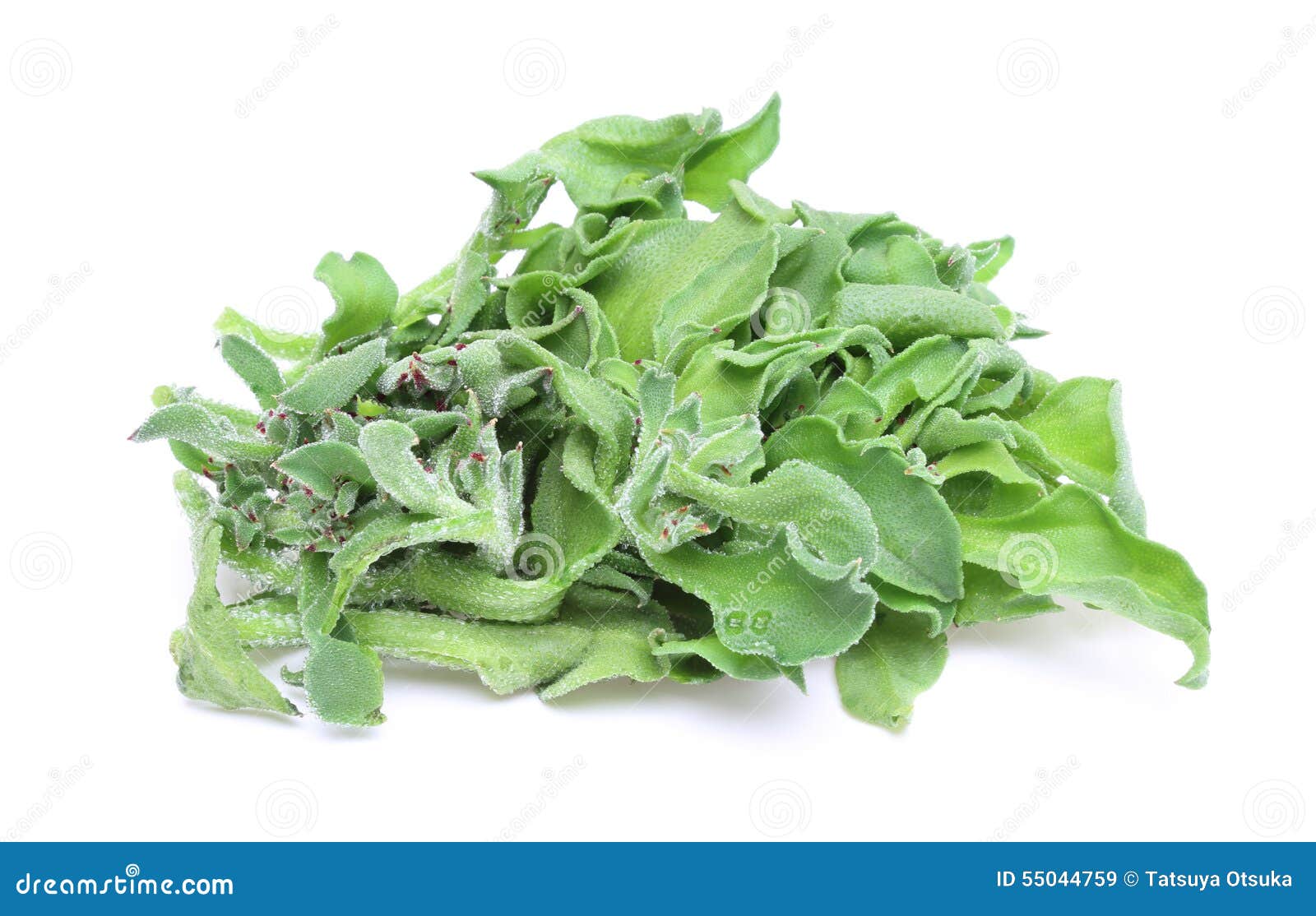 Common Ice Plant stock image. Image of food, iceplant - 55044759