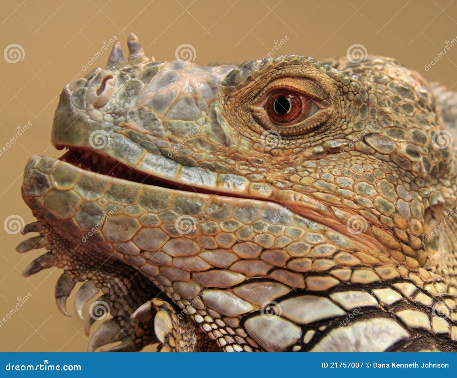 Common Iguana stock image. Image of green, large, contented - 21757007