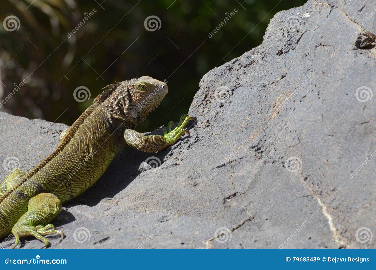 Common Iguana Peaking Over a Rock Stock Image - Image of reptile, wild ...