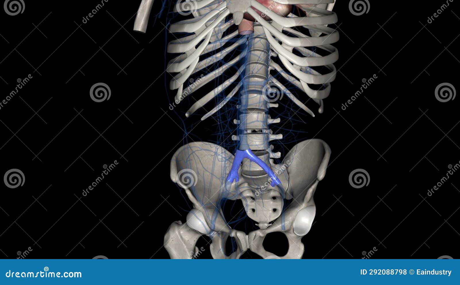The Common Iliac Vein is Formed by the Unification of the Internal and ...