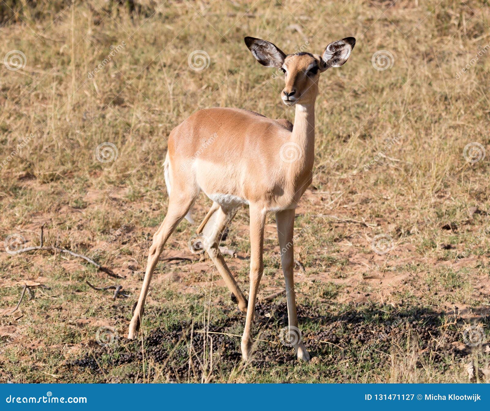 Common Impala Aepyceros Melampus Stock Image - Image of rooibok ...