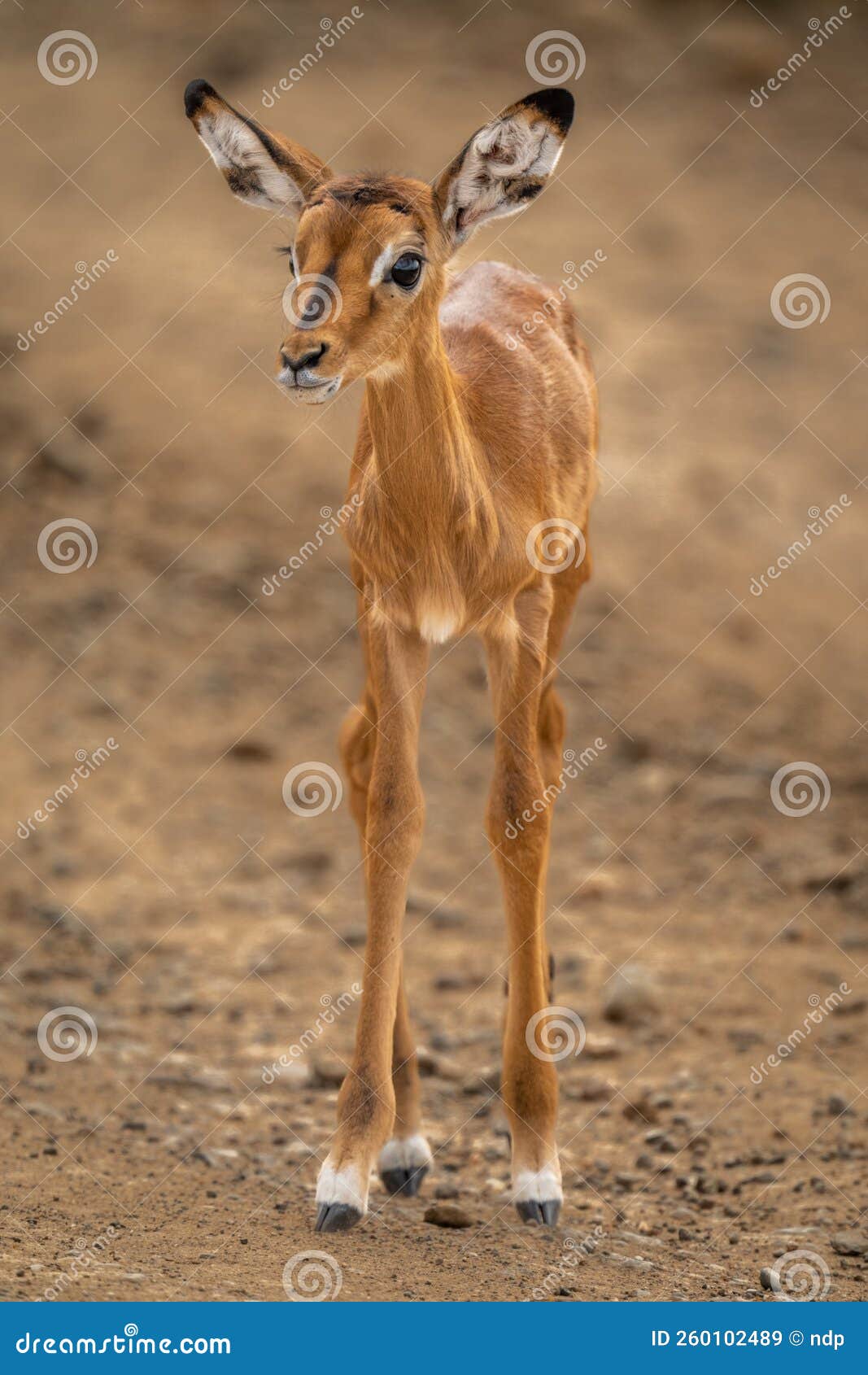 Common Impala Calf Stands on Stony Track Stock Image - Image of grass ...