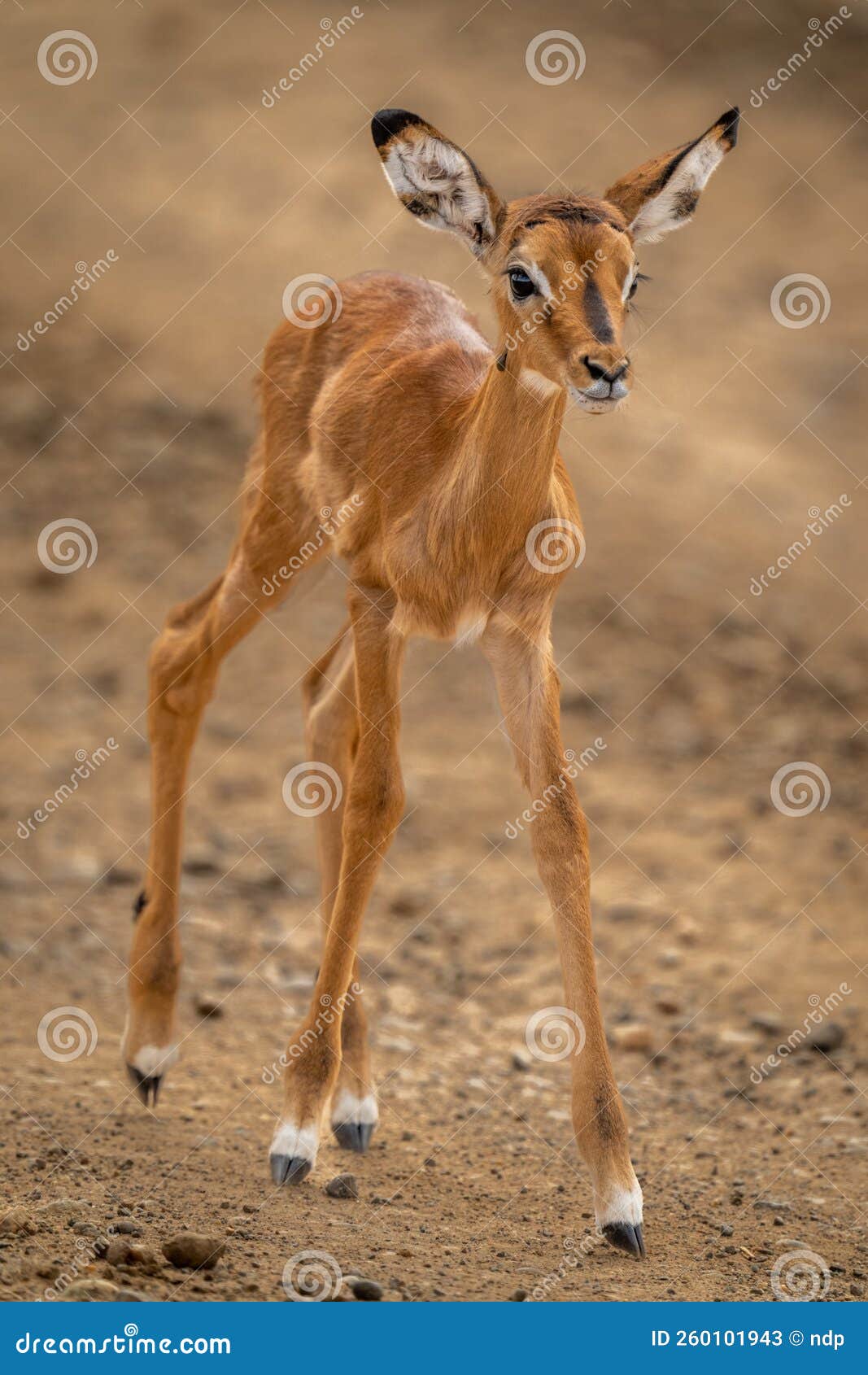 Common Impala Calf Walks on Stony Track Stock Image - Image of safari, savannah: 260101943