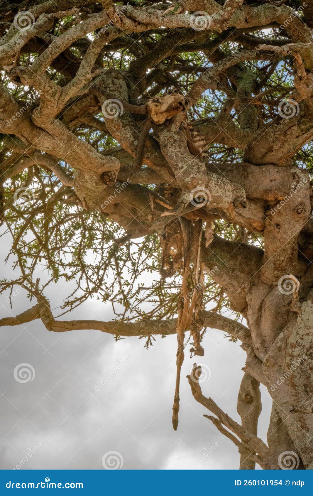 Common Impala Skeleton Hangs from Twisted Branches Stock Photo - Image ...