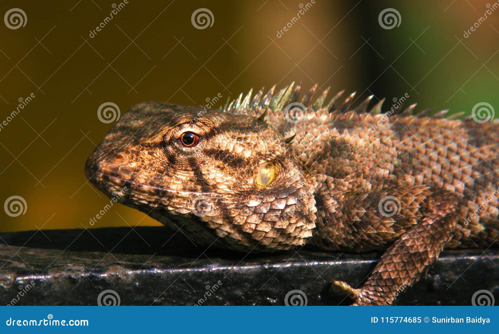 Common Indian Chameleon..macro Shot Stock Image - Image of nature ...