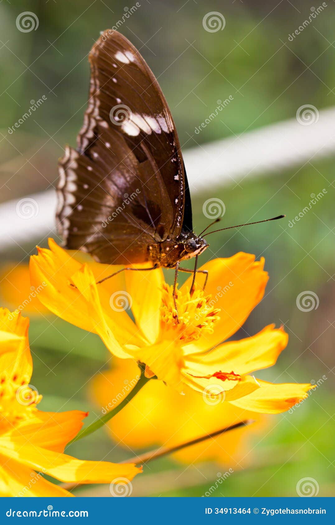 Common Indian Crow Butterflies. Stock Photo - Image of euploea, core ...