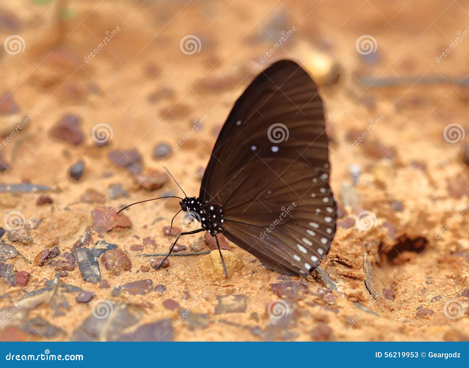 Common Indian Crow Butterfly (Euploea Core Lucus) Stock Image - Image ...