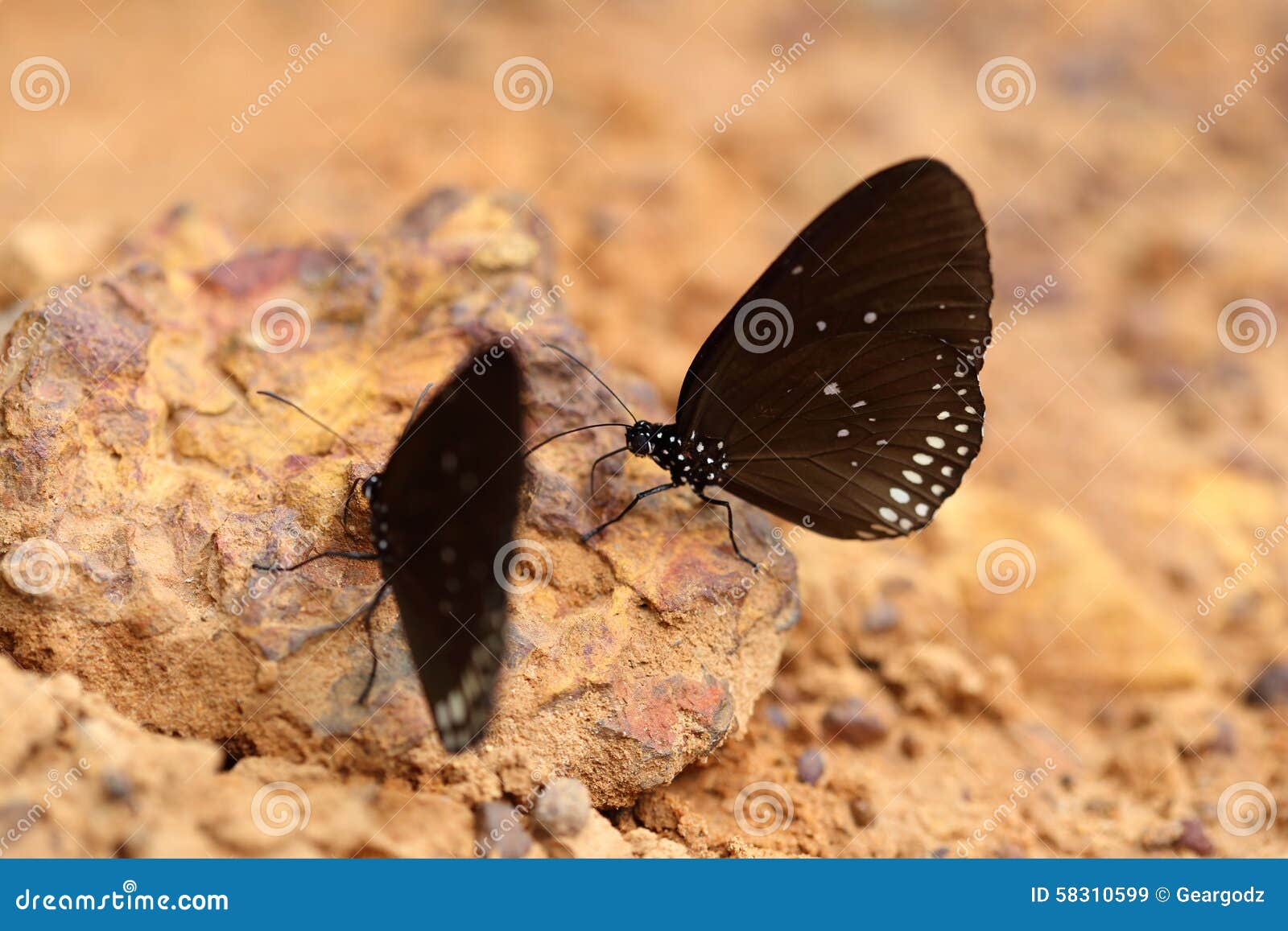 Common Indian Crow Butterfly (Euploea Core Lucus) Stock Image - Image ...