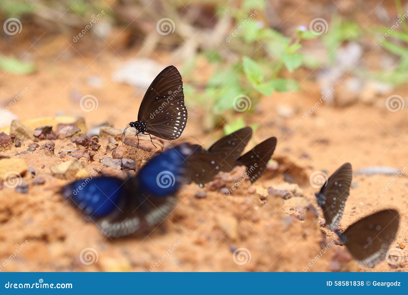 Common Indian Crow Butterfly (Euploea Core Lucus) Stock Photo - Image ...