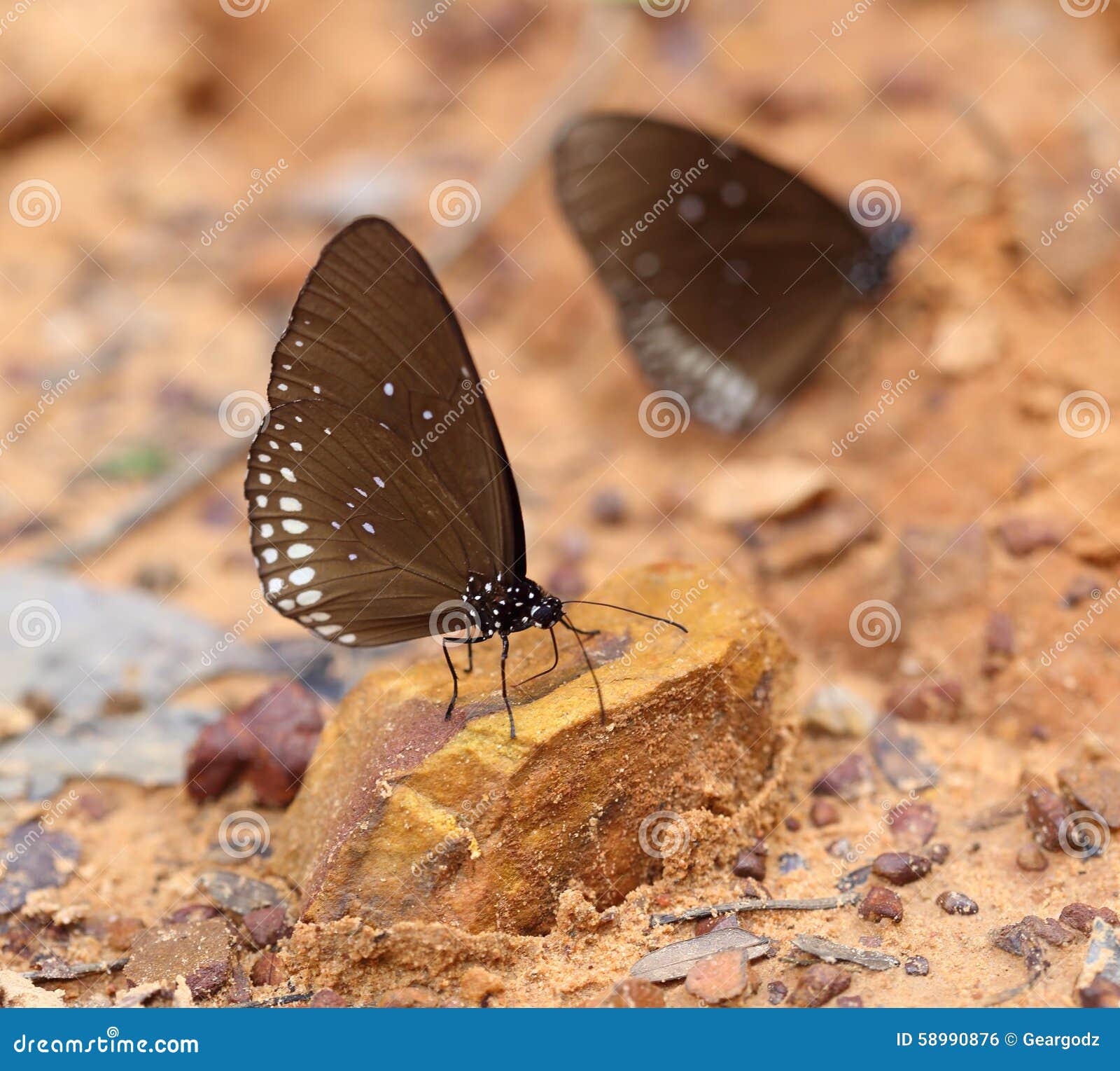 Common Indian Crow Butterfly (Euploea Core Lucus) Stock Photo - Image ...