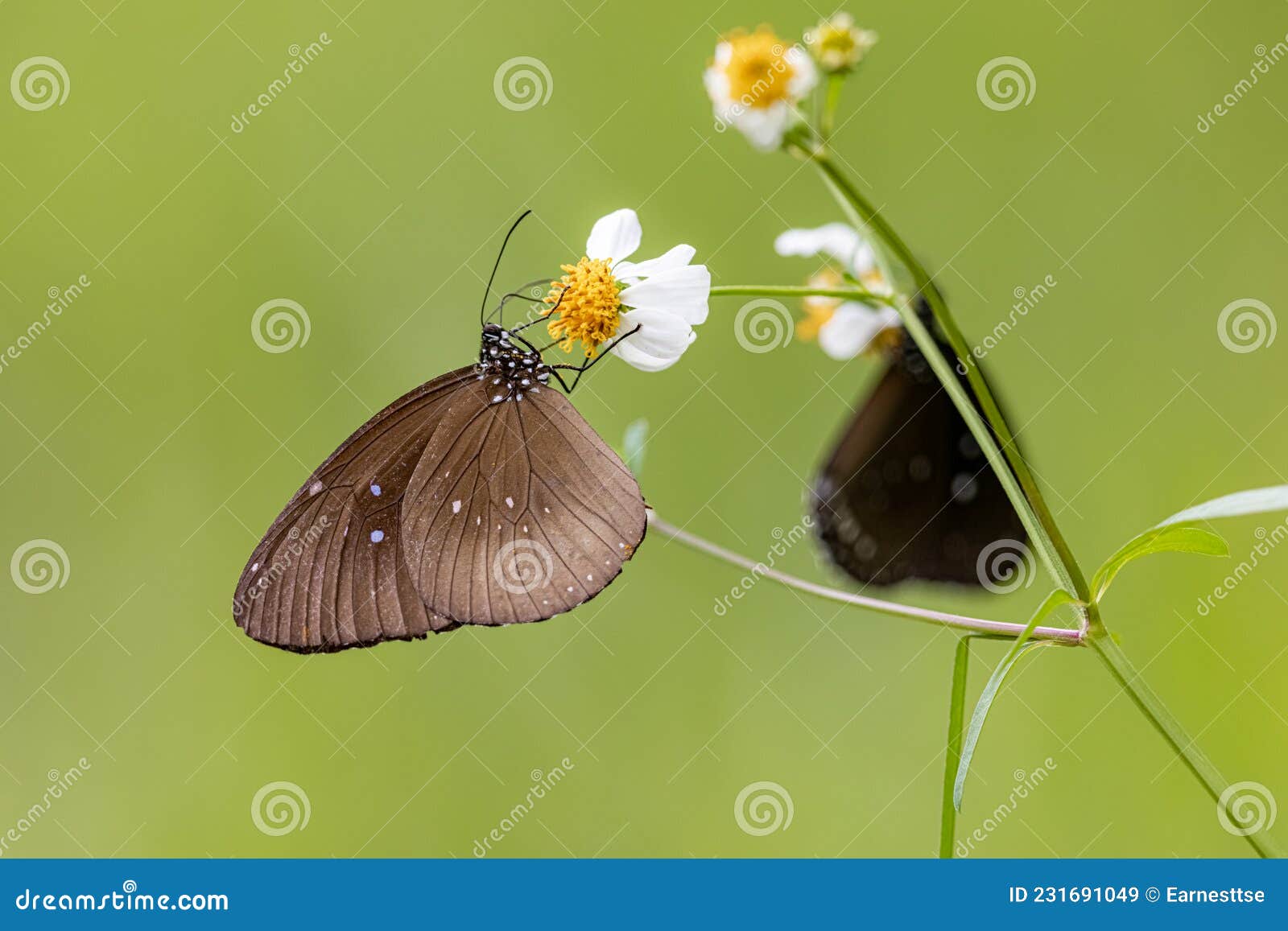 Common Indian Crow Euploea Core Drinking on Plant Stock Image - Image ...