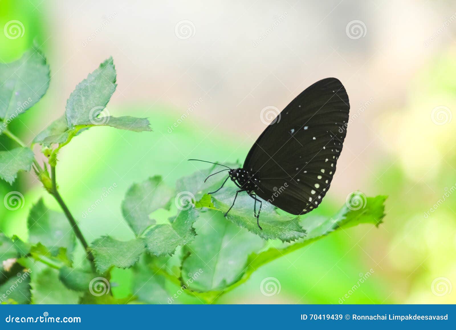 The Common Indian Crow Euploea Core Godartii Stock Image - Image of ...
